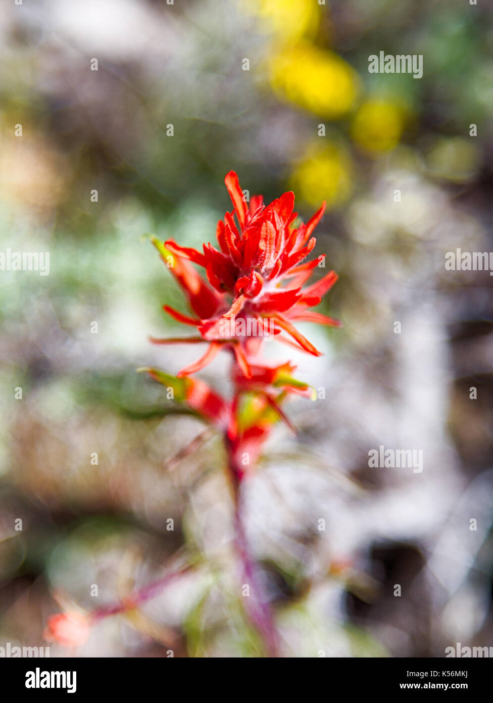 Red indian paintbrush in the early spring Stock Photo - Alamy