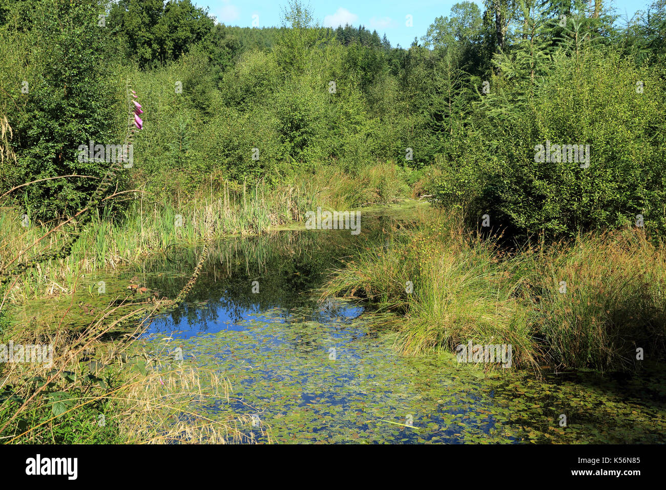Pond on North Yorkshire Moors above Over and Nether Silton, North ...
