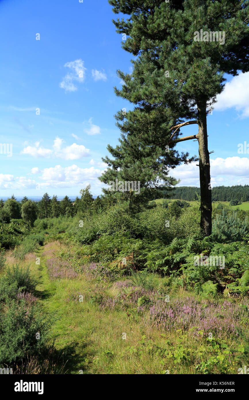 Footpath / track in woods above Over Silton and Nether Silton on the ...