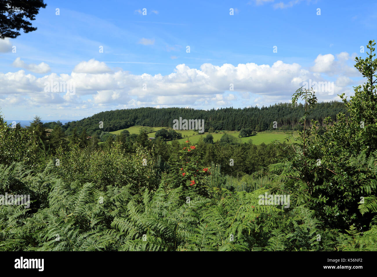 View across woods above Over Silton and Nether Silton on the North ...