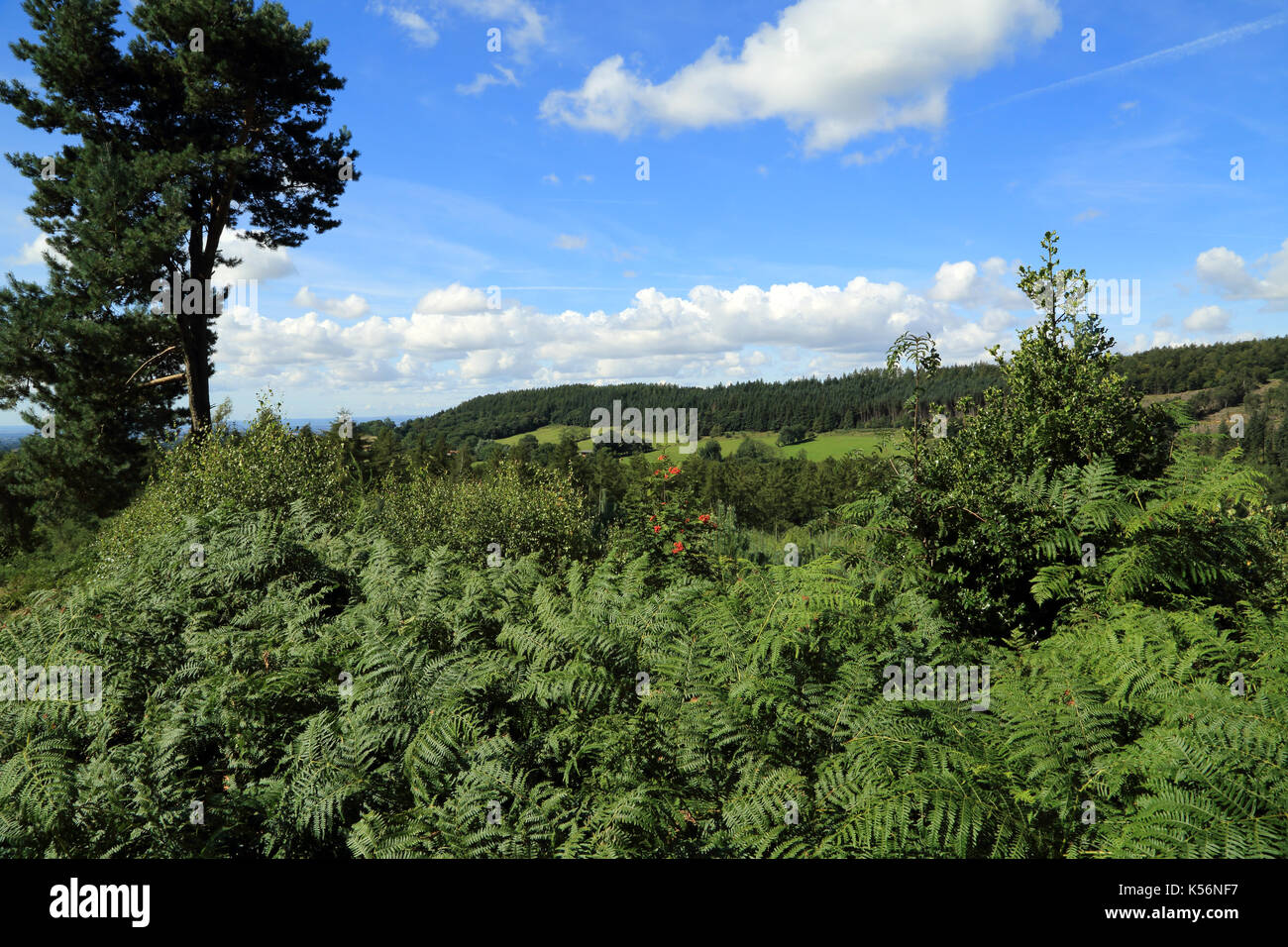 View across woods above Over Silton and Nether Silton on the North ...