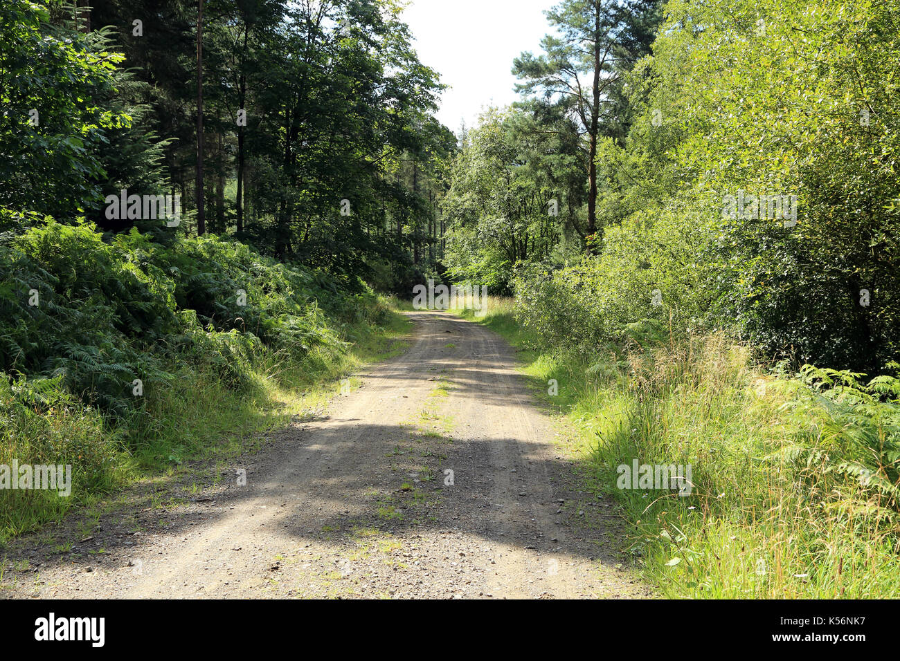 Forestry track in Forest above Nether Silton, North Yorkshire Moors ...