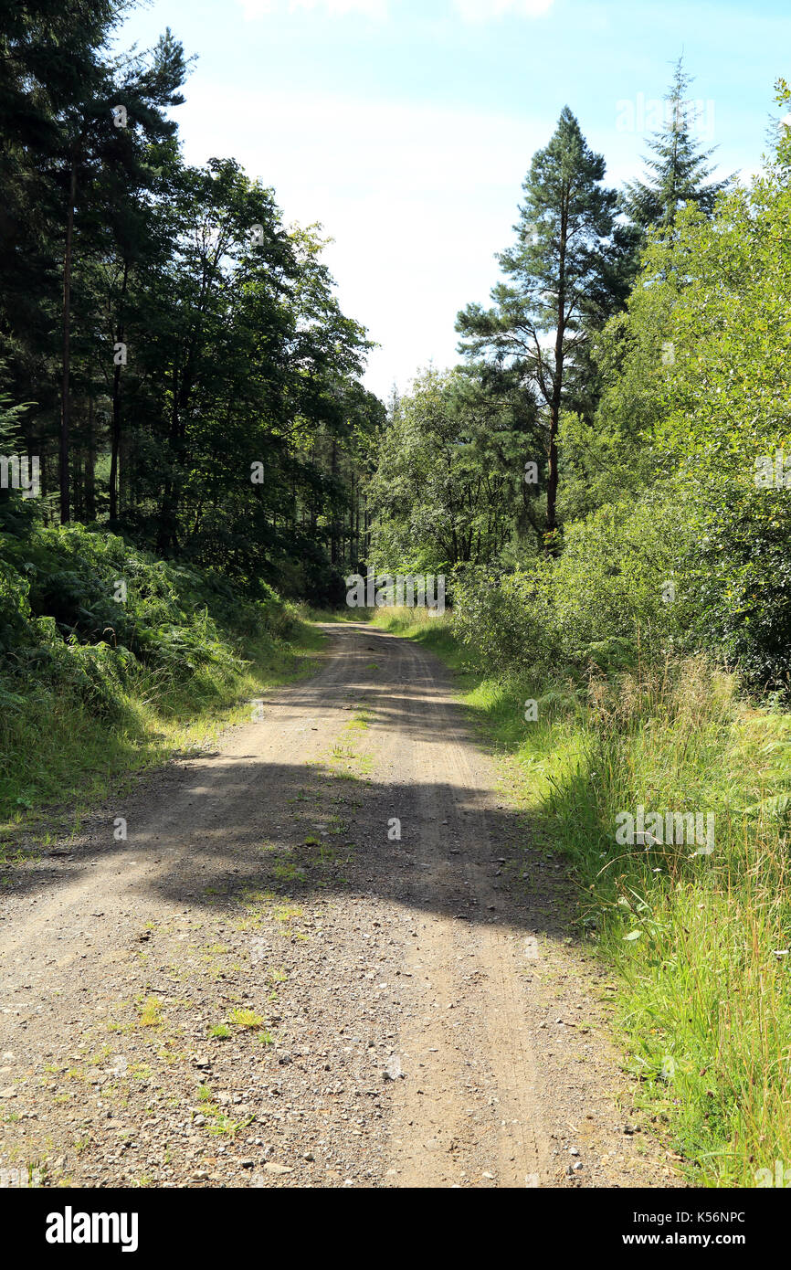 Forestry track in Forest above Nether Silton, North Yorkshire Moors ...