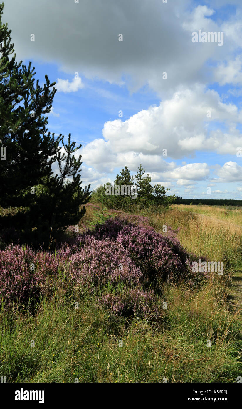 Heather in bloom in the North Yorkshire Moors close to Black Hambledon ...