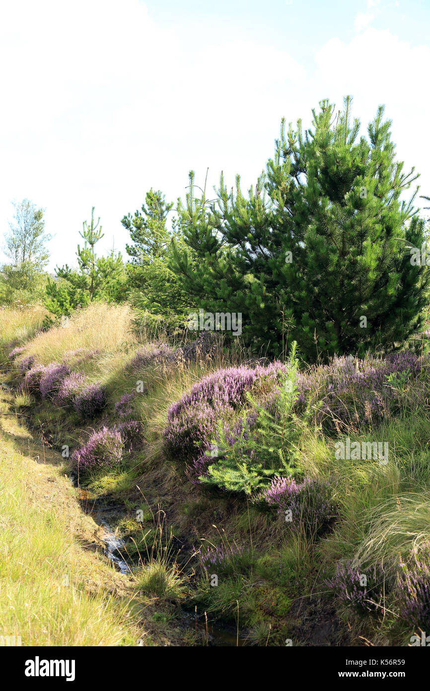 Heather in bloom in the North Yorkshire Moors close to Black Hambledon ...
