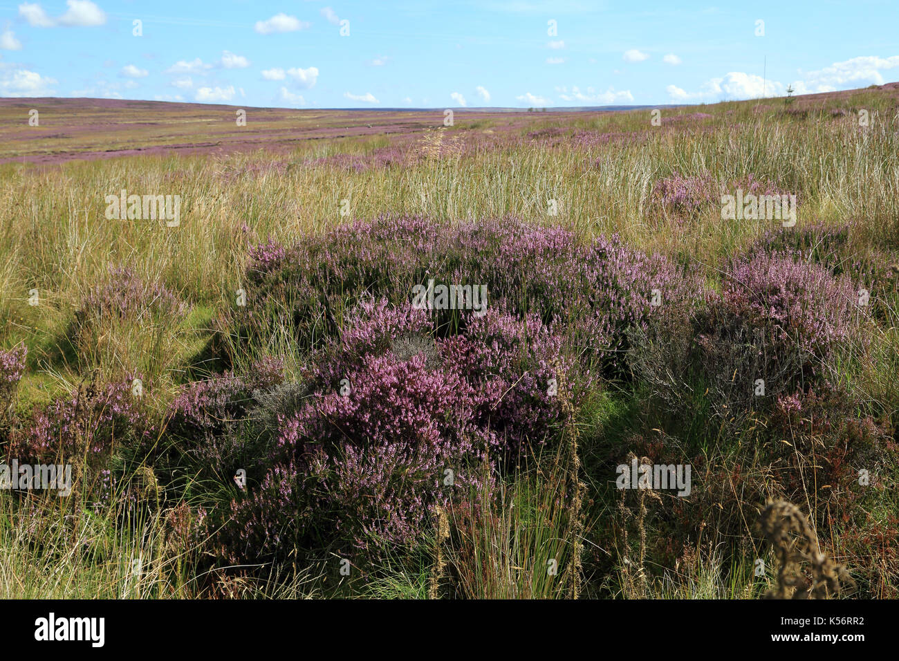 Heather in bloom on North Yorkshire Moors above Over and Nether Silton ...
