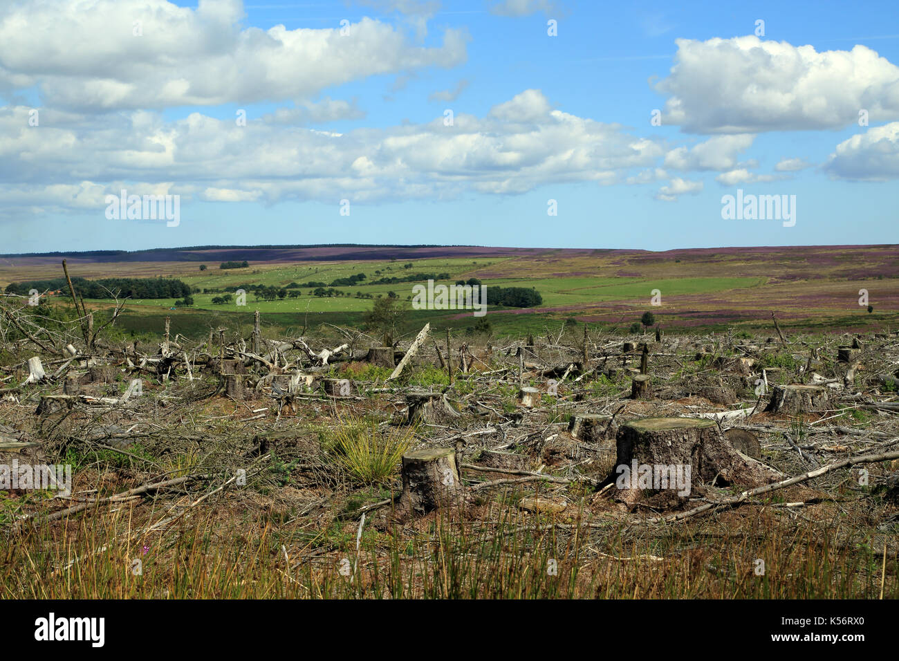 Tree stumps on North Yorkshire Moors above Over and Nether Silton ...