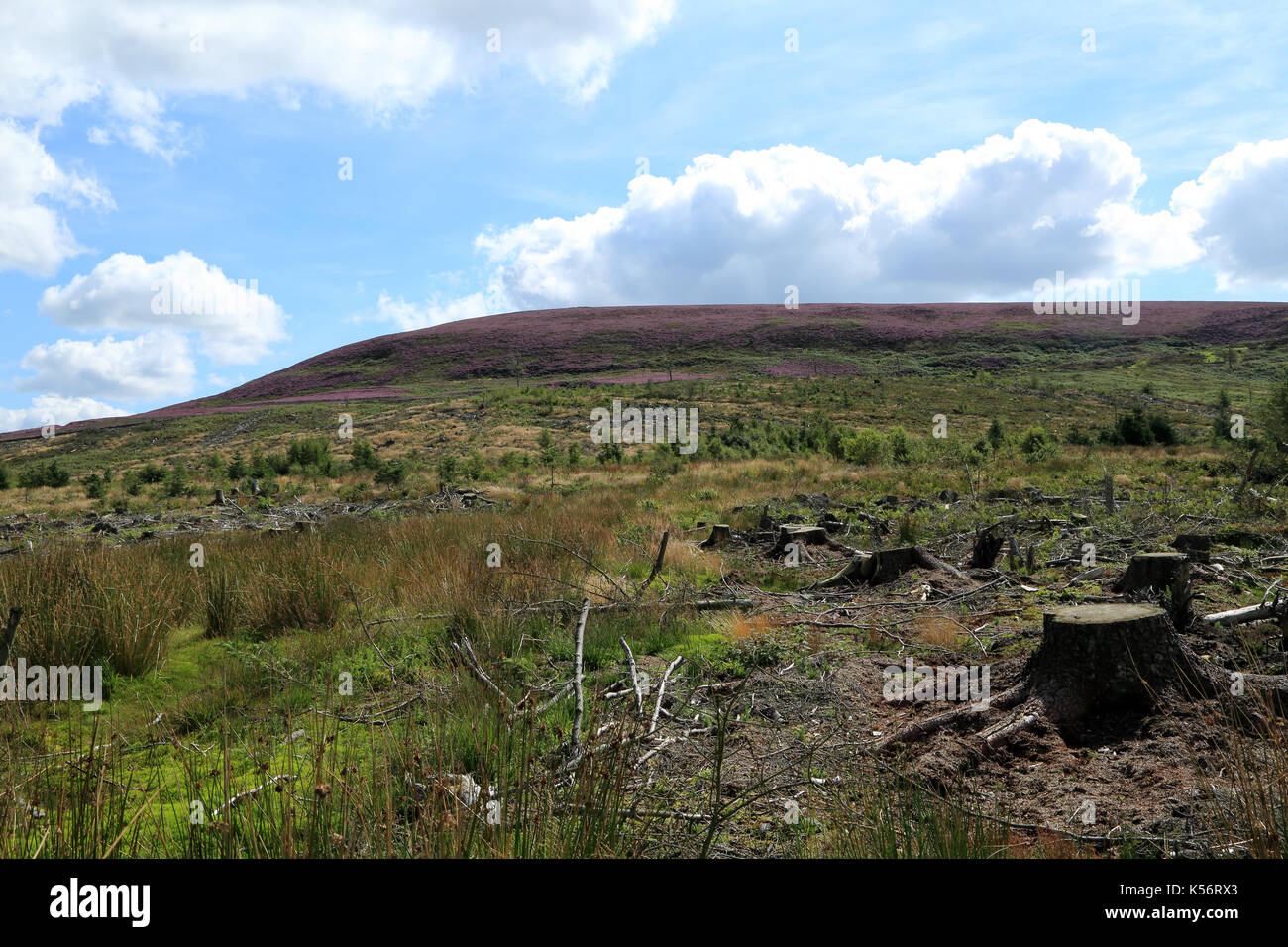 View across North Yorkshire Moors with heather in bloom above Over and ...