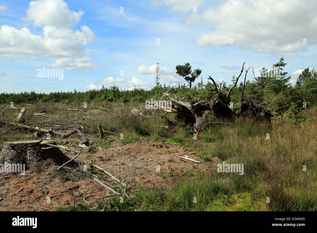 Tree stumps on North Yorkshire Moors above Over and Nether Silton ...