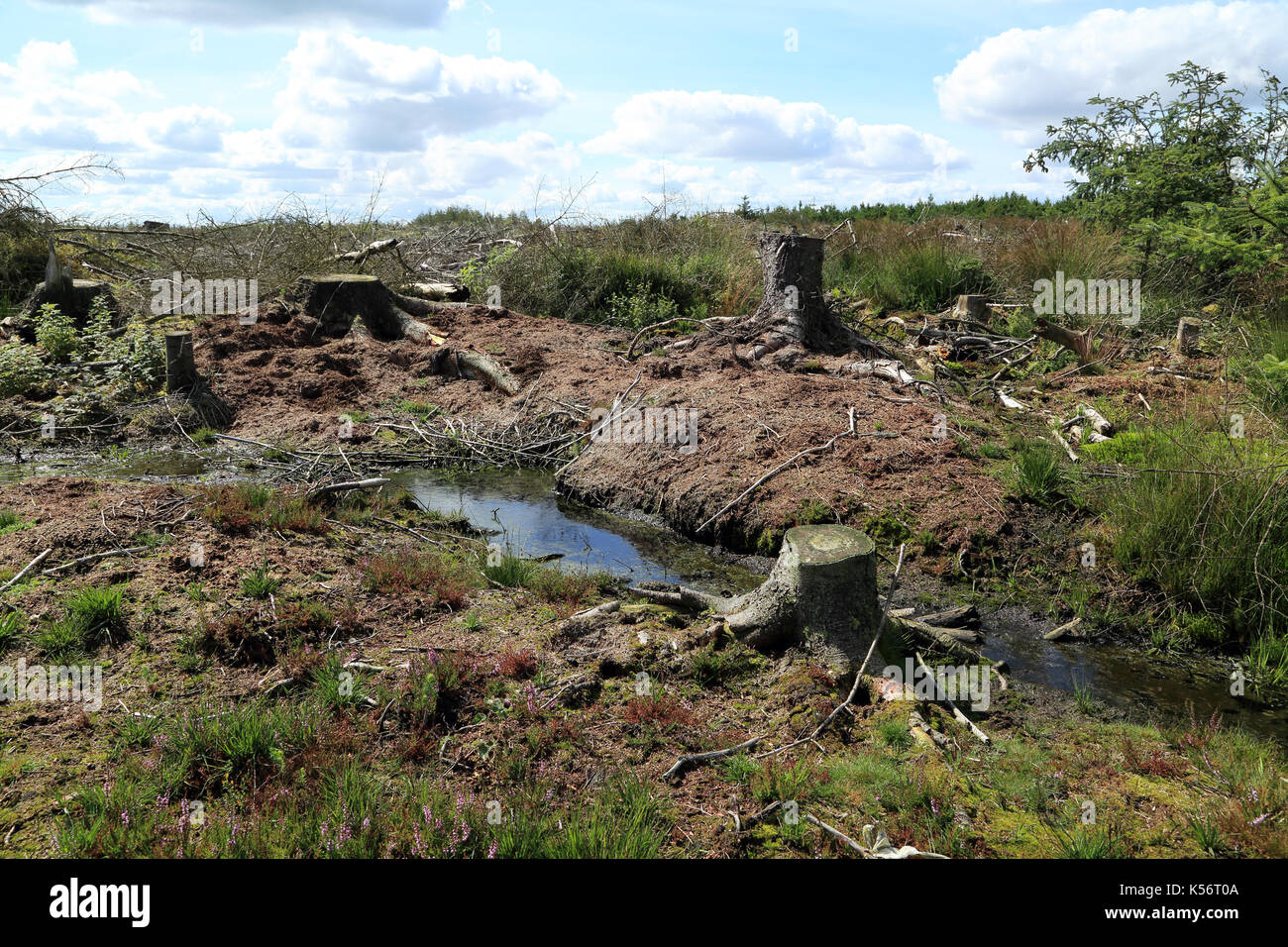 Tree stumps on North Yorkshire Moors above Over and Nether Silton ...
