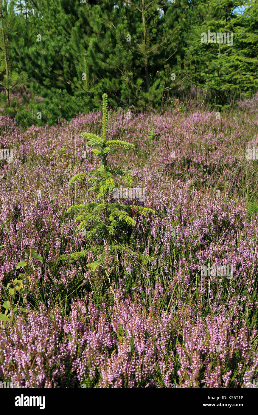 Heather in bloom amongst trees on moorland on North Yorkshire Moors ...