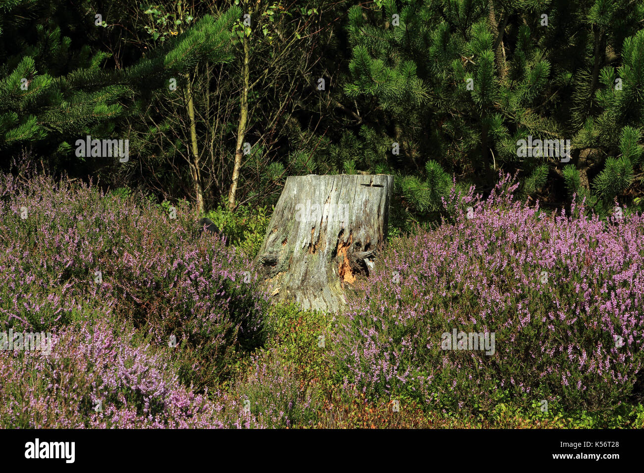 Tree stump and heather in bloom on North Yorkshire Moors above Over and ...