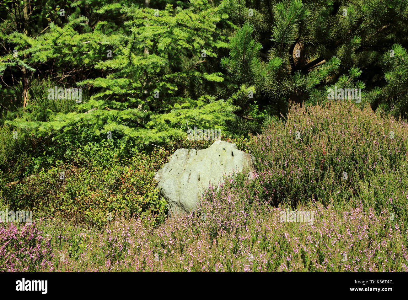 Stone amongst flowering heather in Forest on North Yorkshire Moors ...
