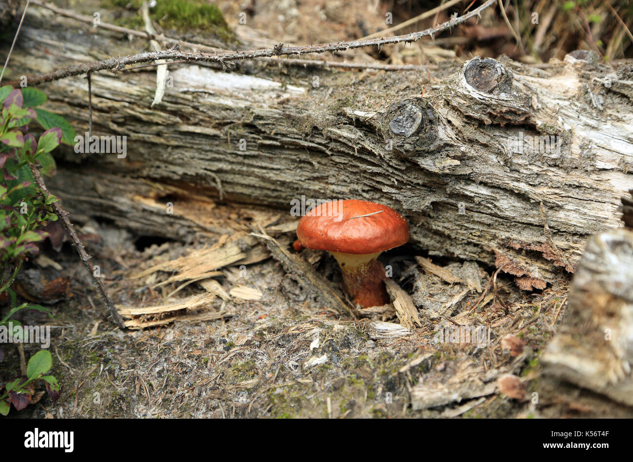 Mushroom and rotting log on North Yorkshire Moors above Over and Nether ...