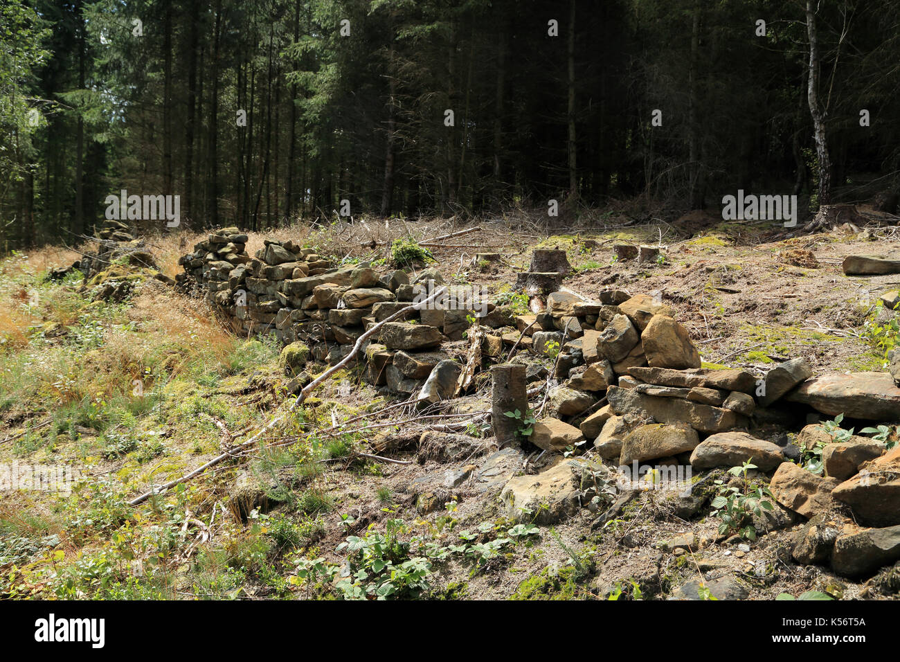 Drystone wall in forest above Nether Silton, Thirsk, North Yorkshire ... Drystone wall in forest above Nether Silton, Thirsk, North Yorkshire ...