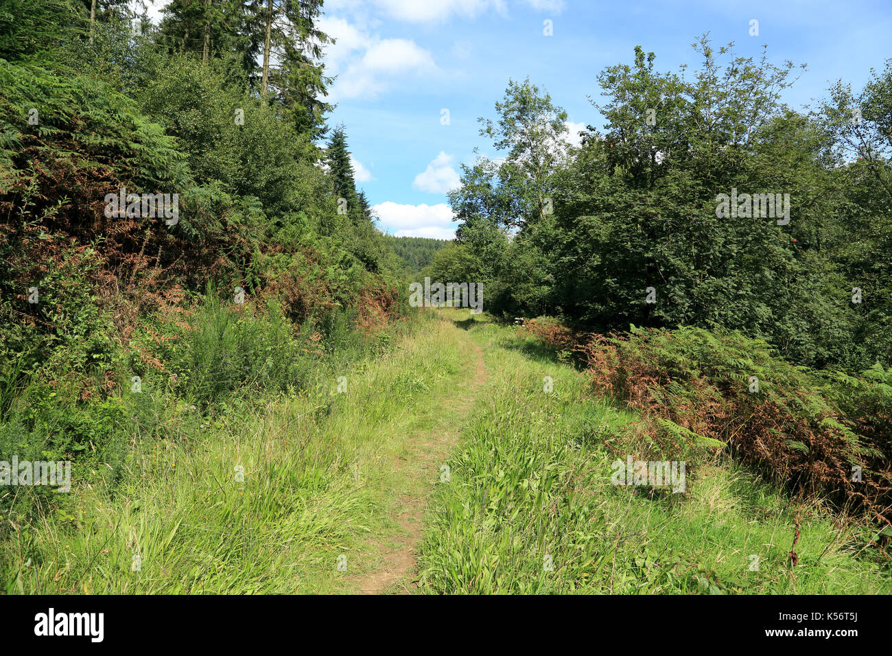 Footpath / track in woods above Over Silton and Nether Silton on the ...
