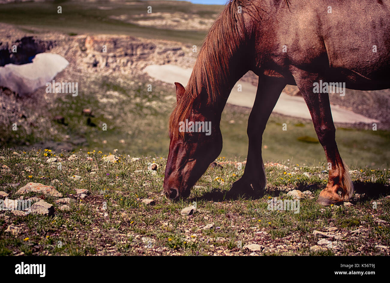 Wild horses range the Pryor Mountains outside Lovell, Wyoming Stock ...