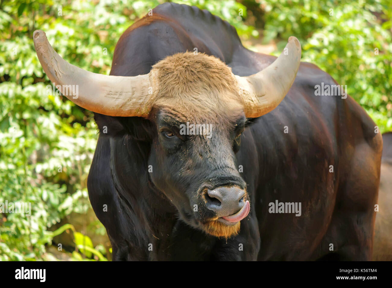 Gaur thailand hi-res stock photography and images - Alamy