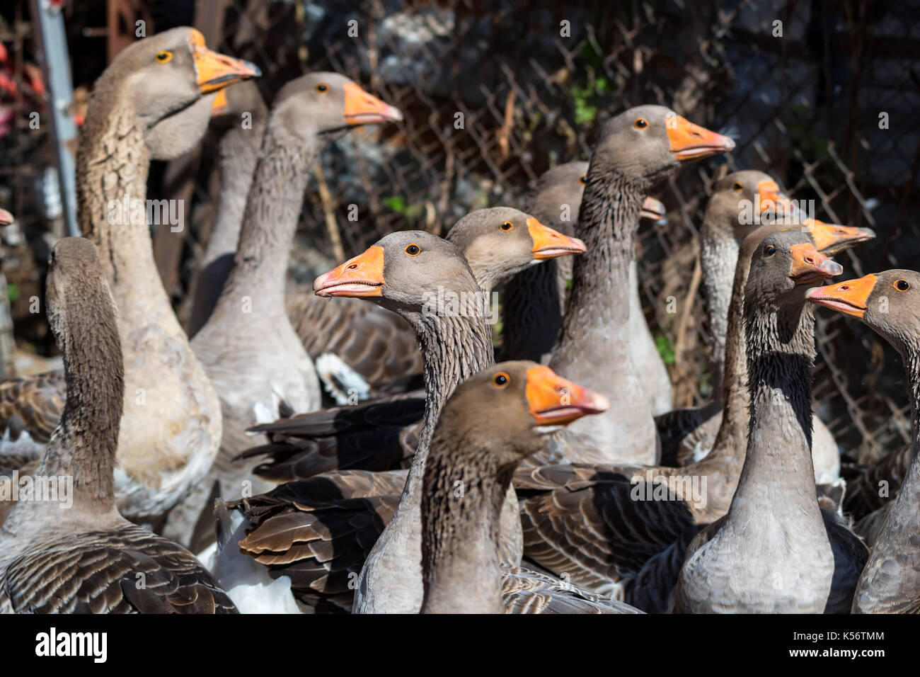 Domestic geese on traditional farm Stock Photo - Alamy