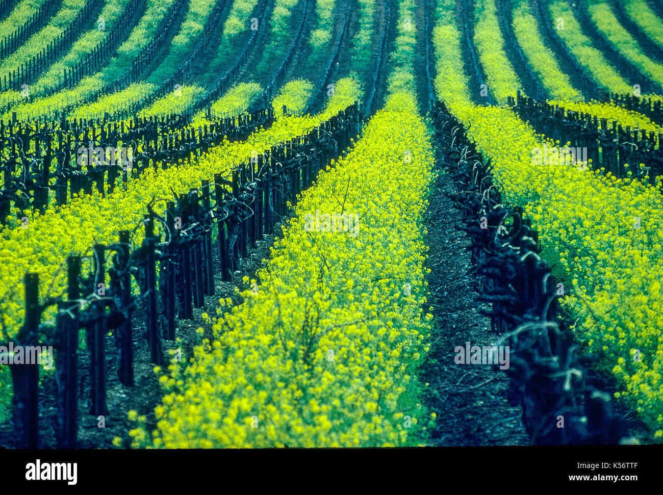 vineyards with mustard in late winter, Napa Valley, CA Stock Photo - Alamy