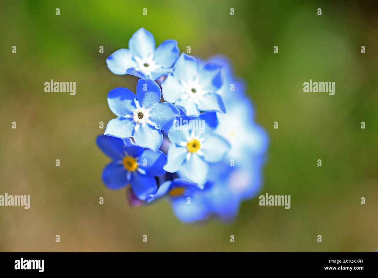 Forget Me Nots in English Garden Stock Photo - Alamy
