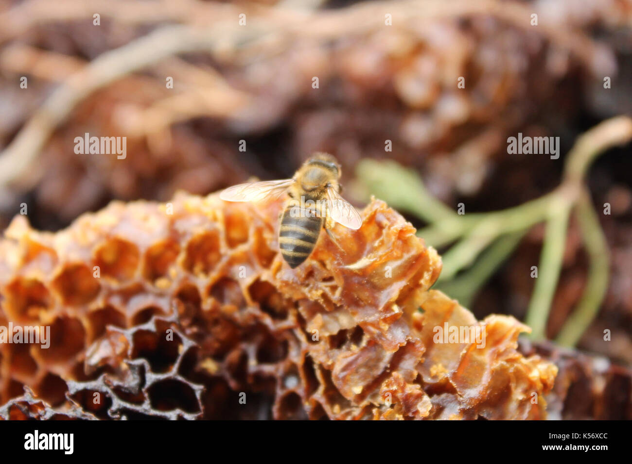 bee ready to fly Stock Photo - Alamy
