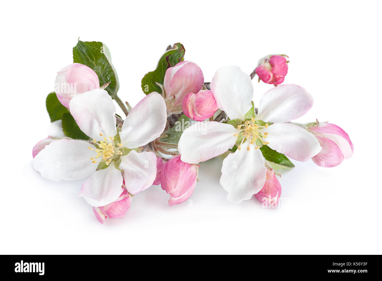 Apple flower with leaf isolated on white background Stock Photo - Alamy