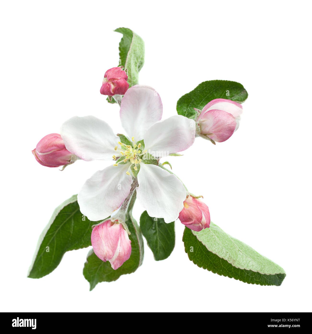 Apple flower with leaf isolated on white background Stock Photo - Alamy