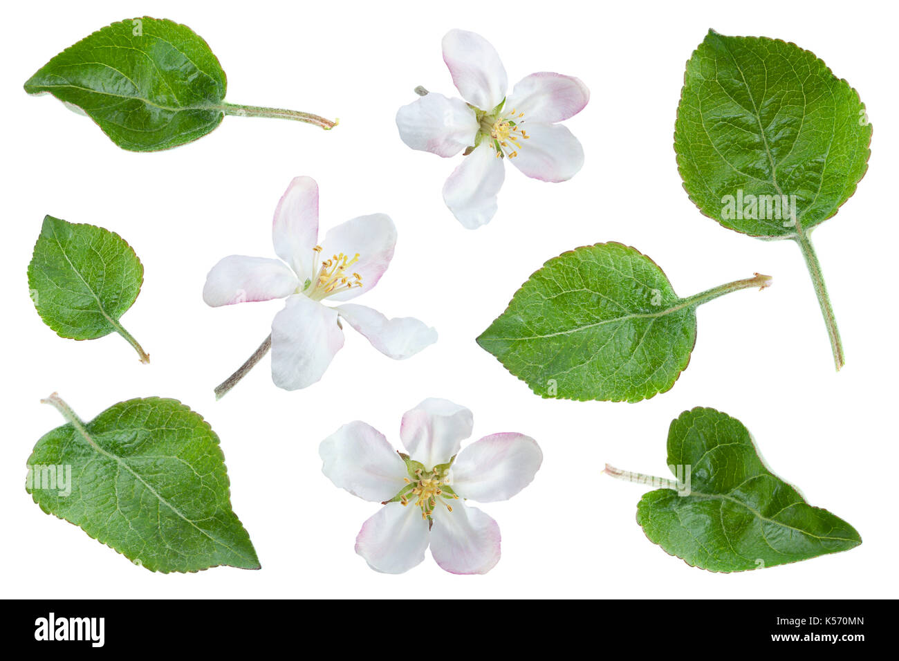 Apple flower leaf set hi-res stock photography and images - Alamy