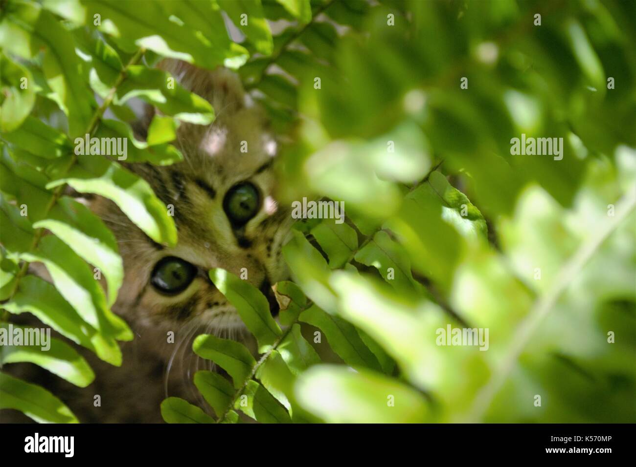 a cat in the wild Stock Photo - Alamy