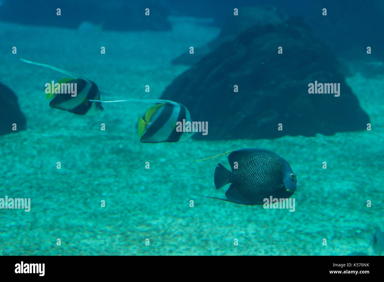 Beautiful Pearlscale Butterflyfishes, Chaetodon xanthurus inside ...