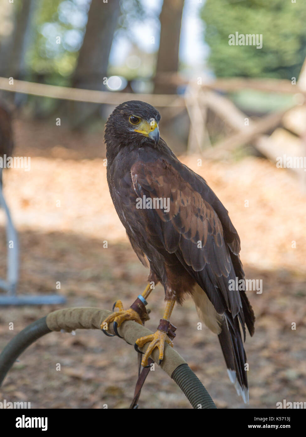 Brown Falcon: the fastest animals in the world Stock Photo - Alamy