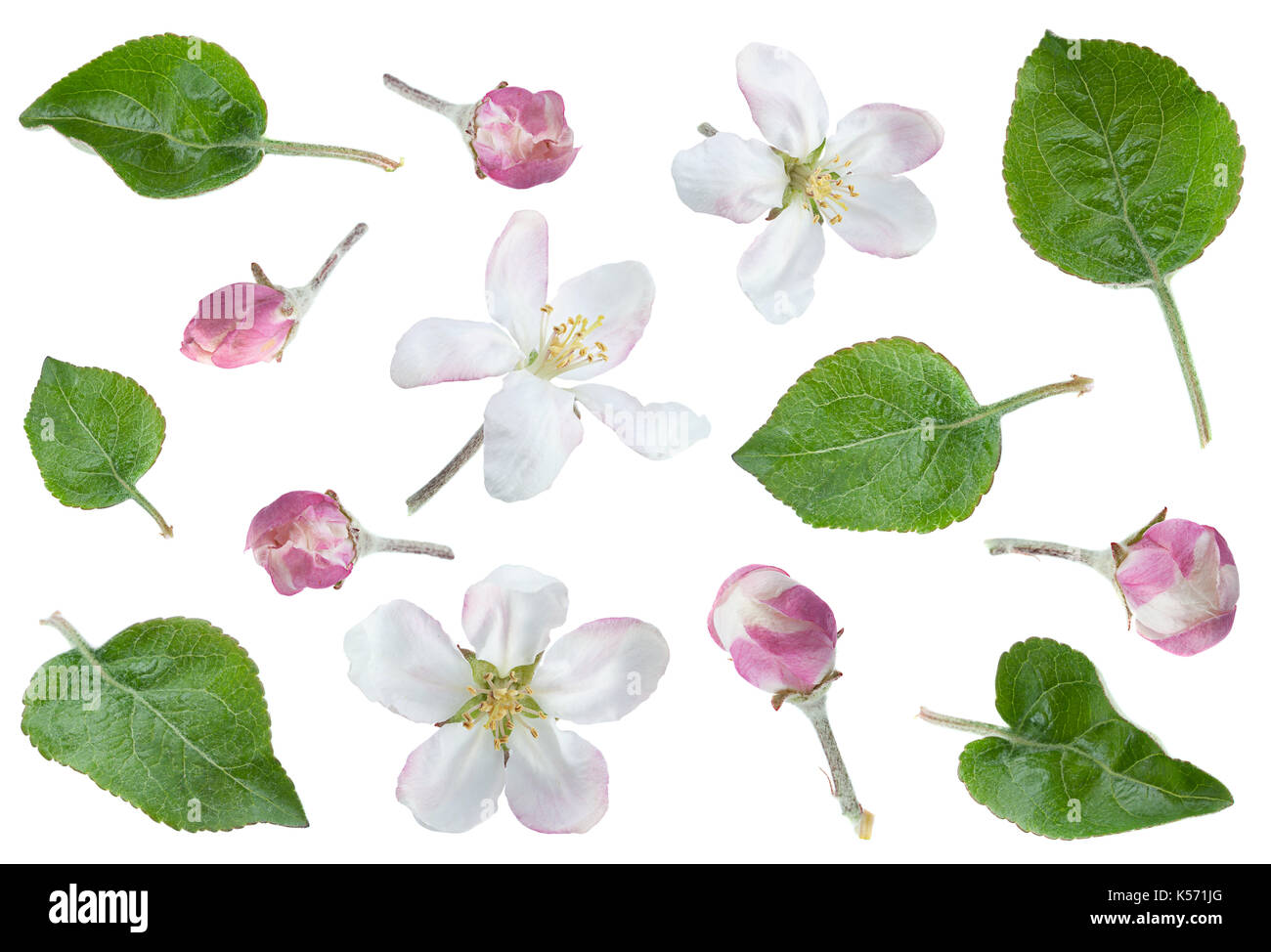 Apple flower leaf set hi-res stock photography and images - Alamy