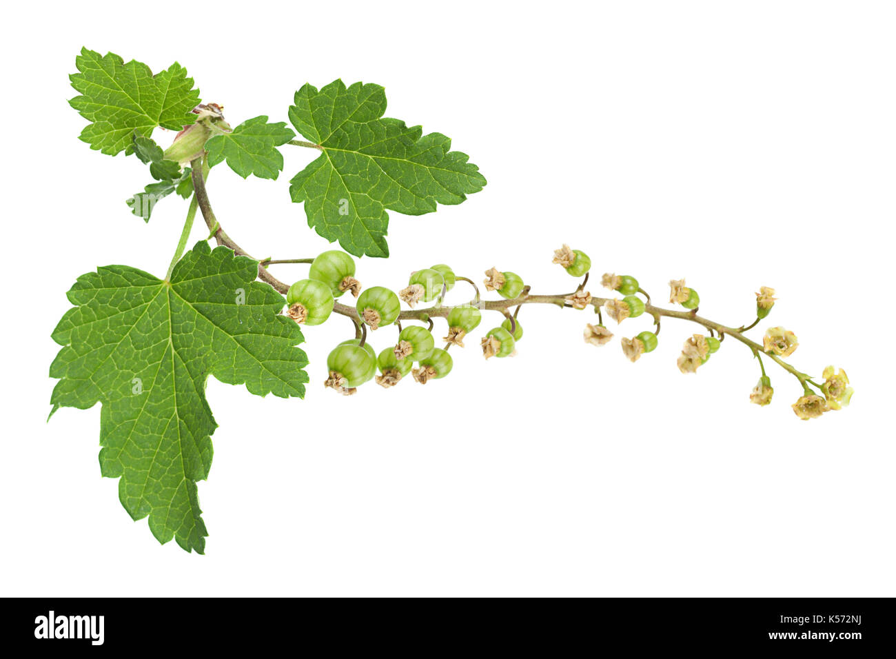Young green currant with leaf on white background Stock Photo - Alamy