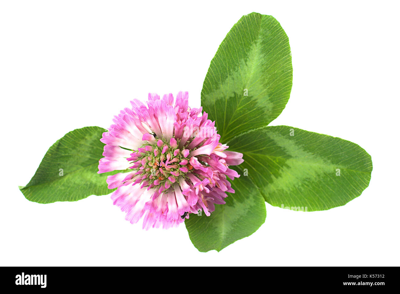 Alfaalfa herb with flower isolated on white background Stock Photo - Alamy