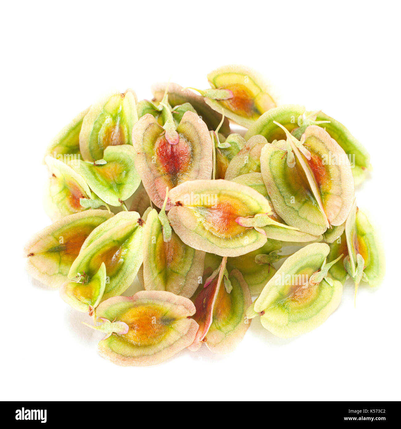 Rhubarb vegetable seed closeup isolated on white Stock Photo - Alamy