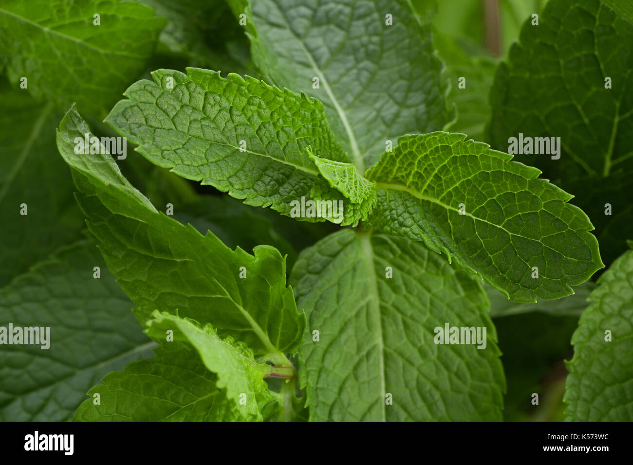 Mint leaf herb closeup backgroubnd Stock Photo - Alamy