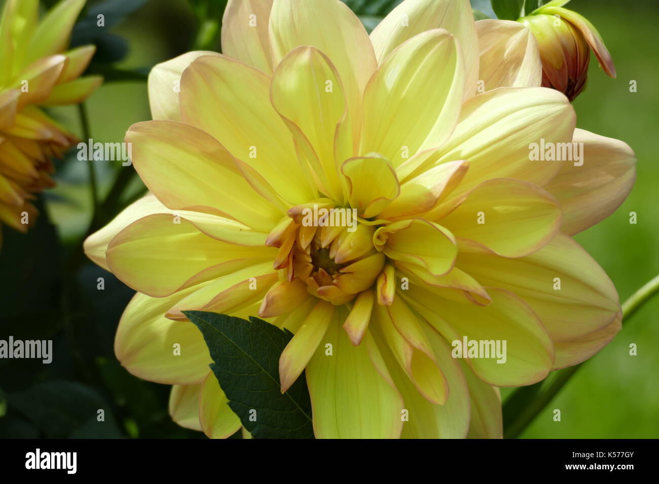 Net flower hi-res stock photography and images - Alamy