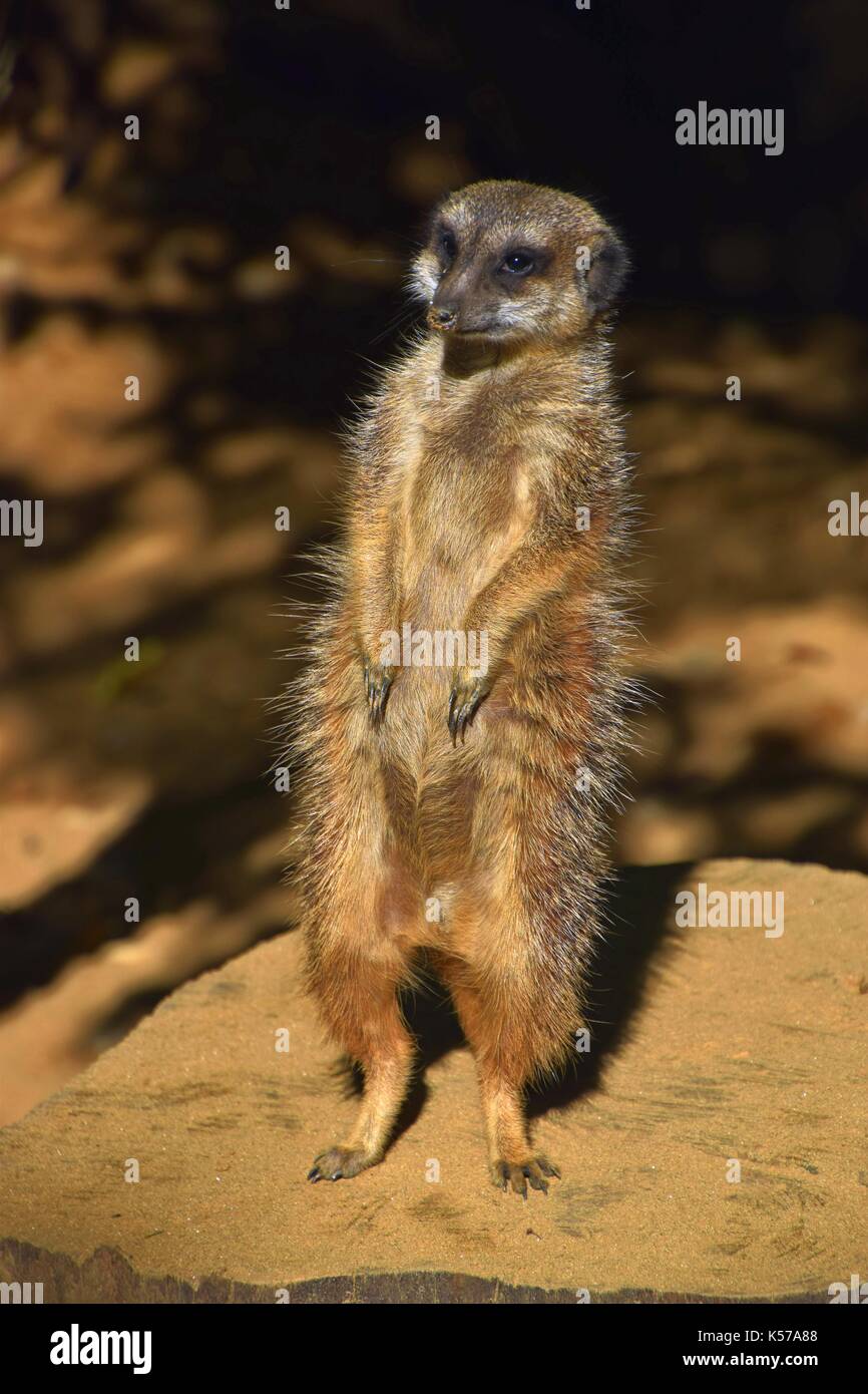clan of meerkats, gang of suricate, suricata suricatta Stock Photo - Alamy