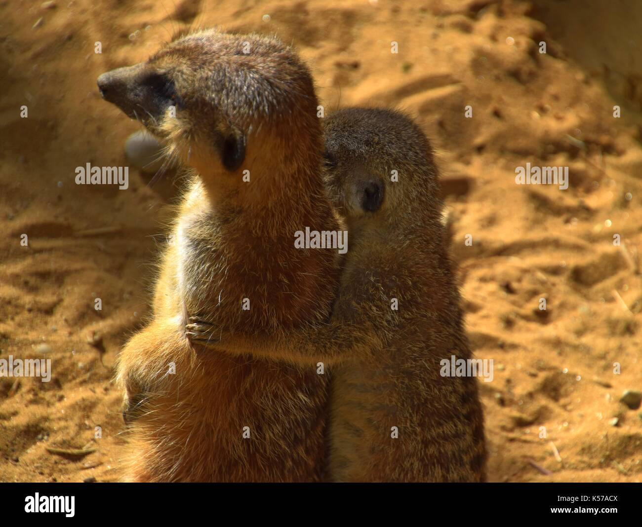 clan of meerkats, gang of suricate, suricata suricatta Stock Photo - Alamy