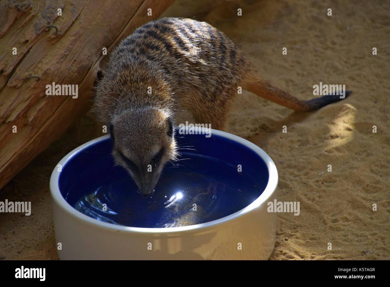 clan of meerkats, gang of suricate, suricata suricatta Stock Photo - Alamy