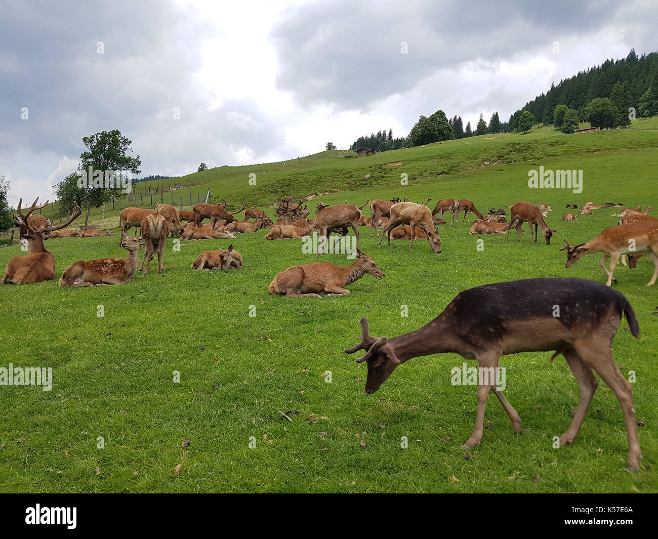 Rothirsch, Cervus elaphus, Rotwild, Hirsch Stock Photo - Alamy