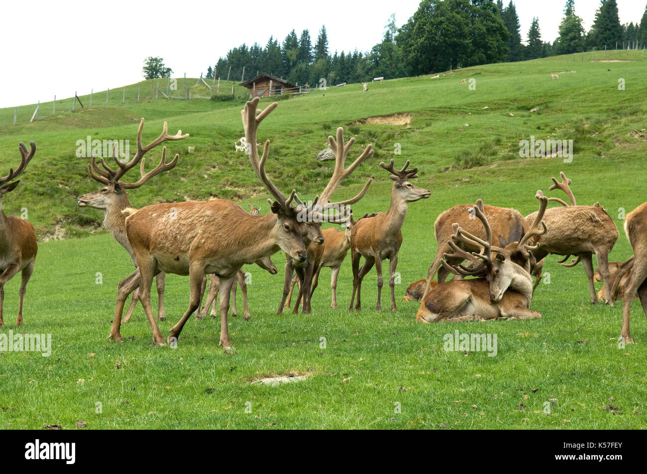 Rotwild hi-res stock photography and images - Alamy