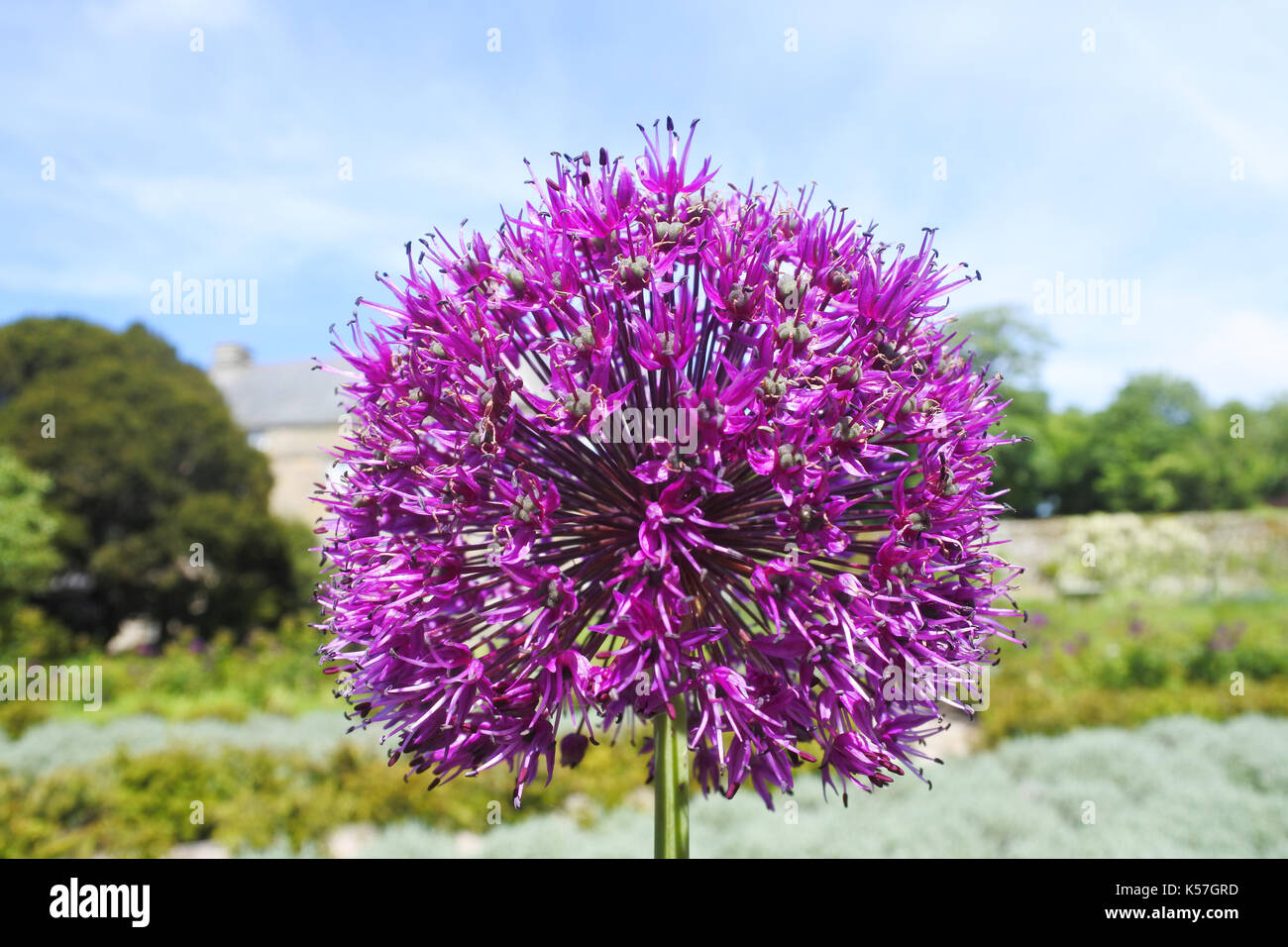 Allium border hi-res stock photography and images - Alamy