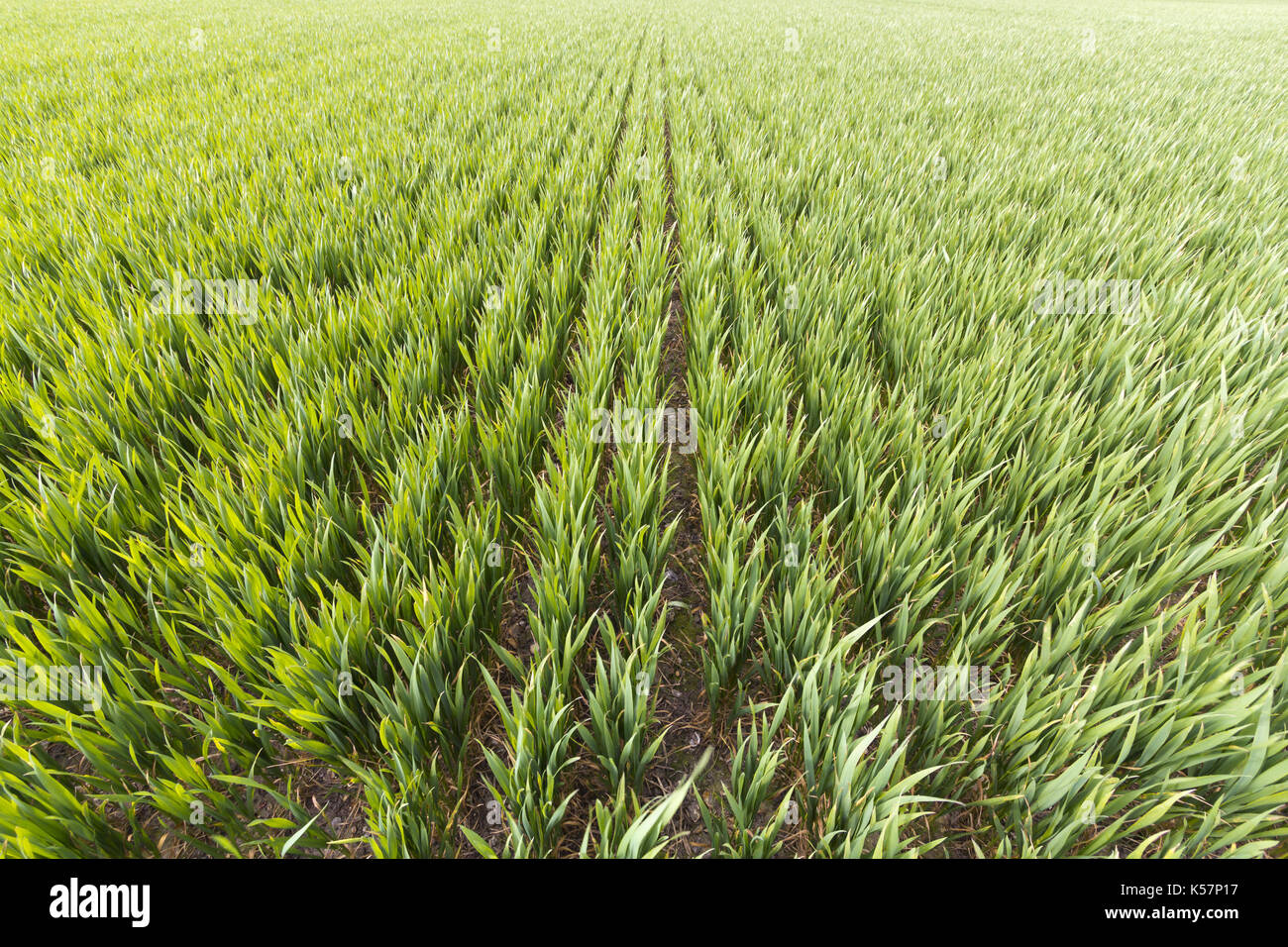 Wide angle of young cereal crop plants in a field Stock Photo - Alamy