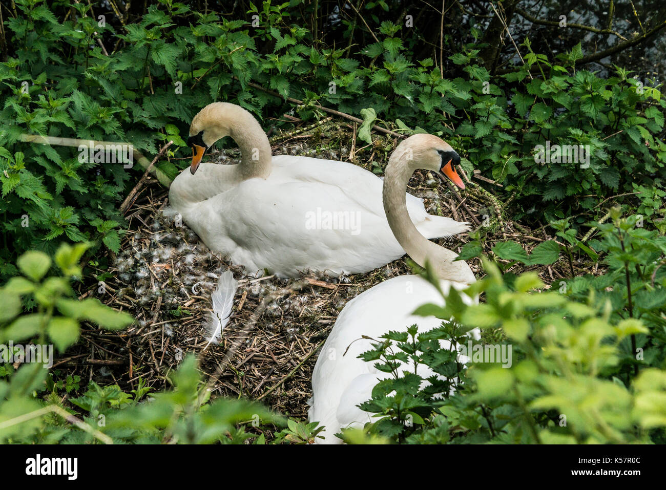 Life Cycle Of Mute Swans High Resolution Stock Photography and Images - Alamy