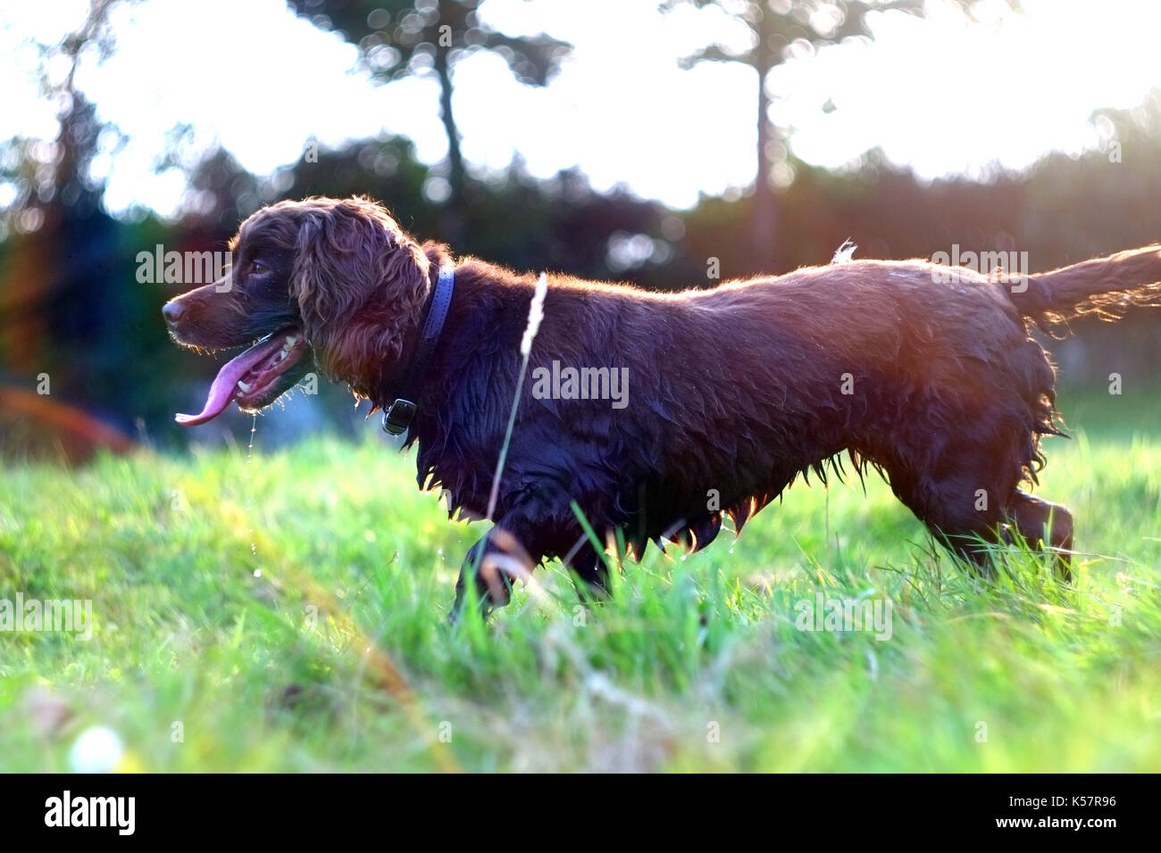 Cocker spaniel, wet in a field Stock Photo - Alamy