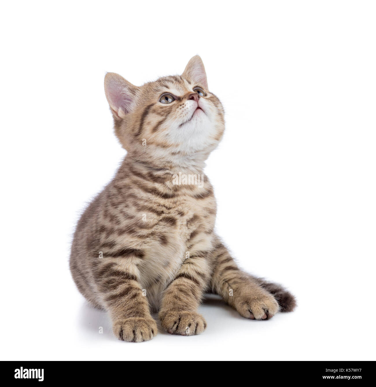 Sitting cat looking up isolated Stock Photo - Alamy
