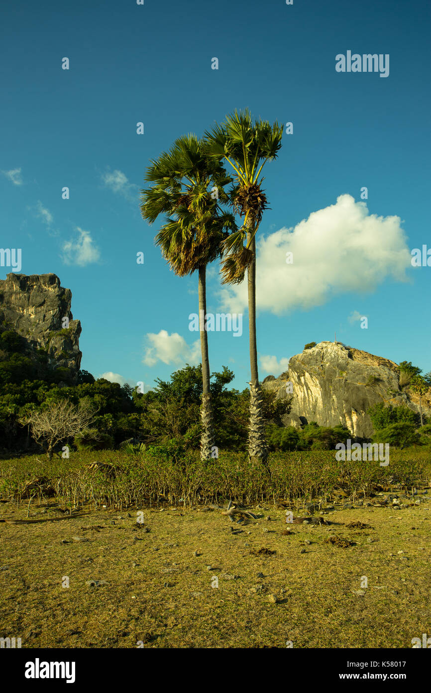 Trees stand in the meadow on Batu Termanu Beach at Rote Island ...