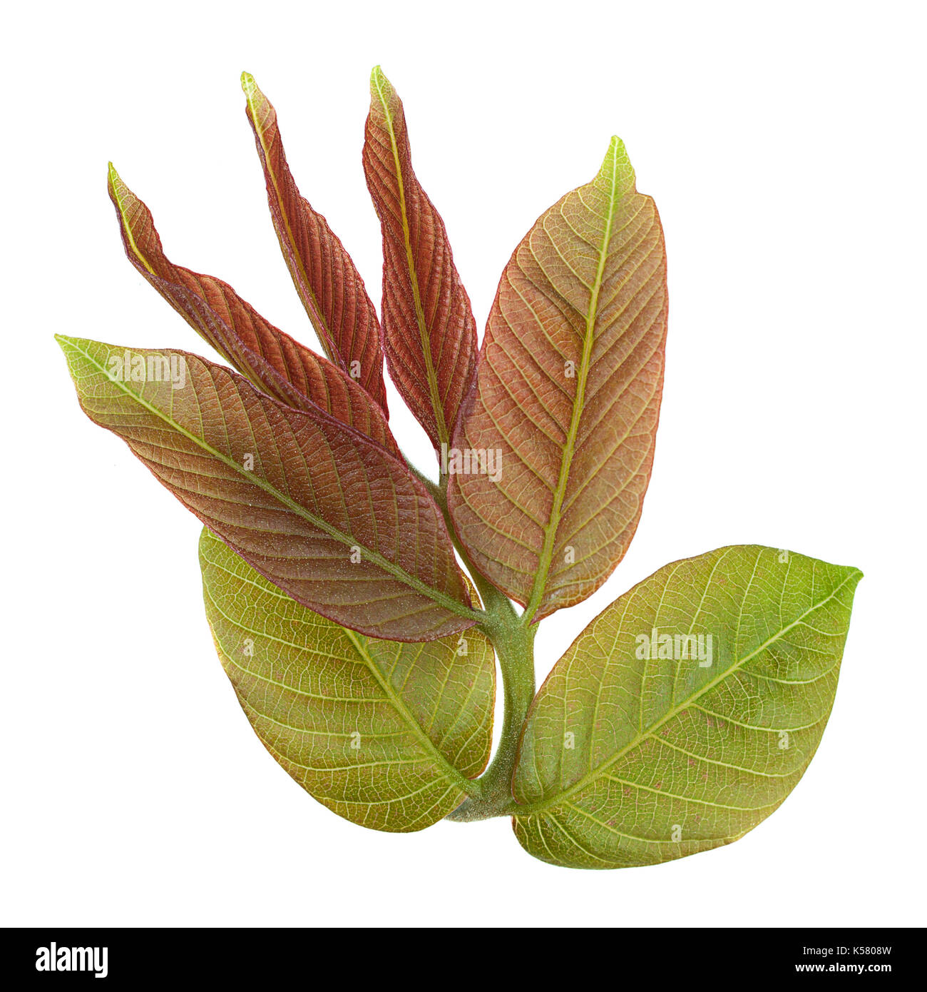 Walnut leaf hi-res stock photography and images - Alamy